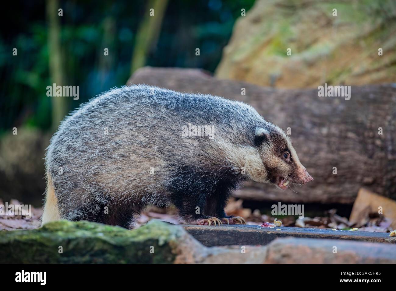 The greater hog badger (Arctonyx collaris) is a very large terrestrial ...