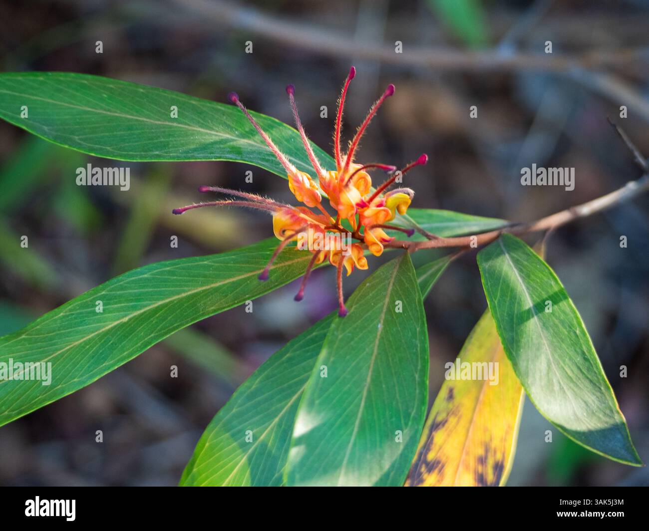 Flowers Orange Marmalade Grevillea Glossadenia and green leaves on bush ...