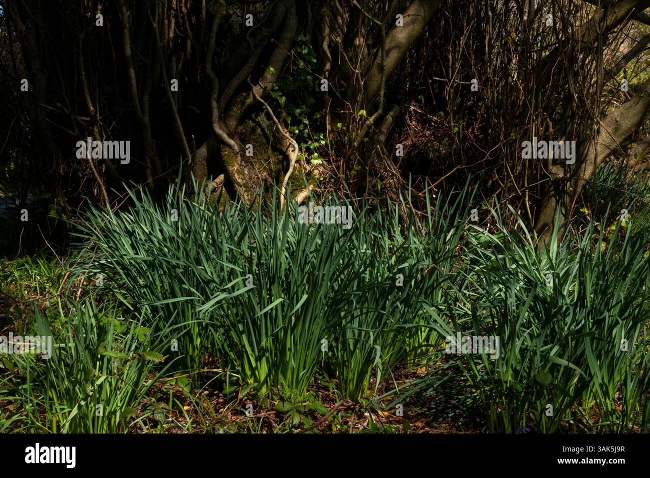 A bunch of flower stems and leaves growing in the park Stock Photo - Alamy