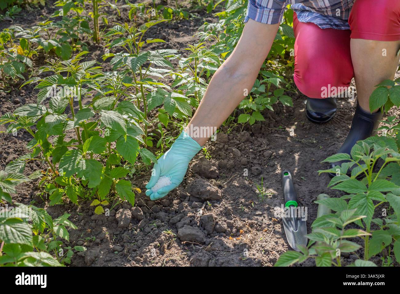 Farmer hand giving chemical fertilizer to young raspberry plants Stock ...