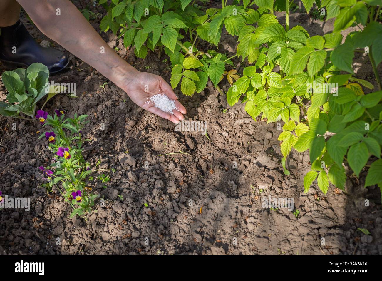 Raspberry fertilizer hi-res stock photography and images - Alamy