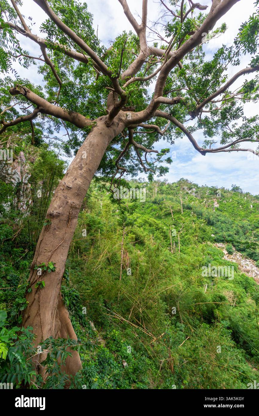 A huge tropical tree growing along the forested karst cliffs of Isla ...