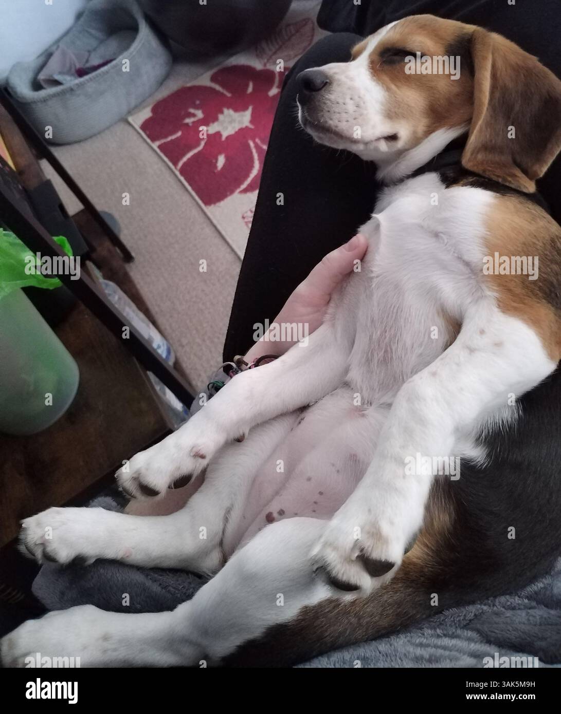 Dog Sleeping on it's Back on Owners Lap Stock Photo - Alamy
