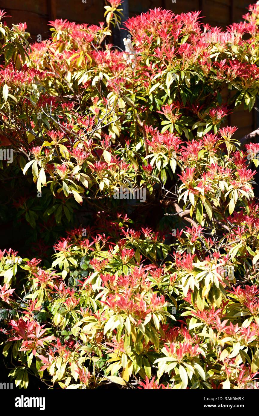 Andromeda Bush (Pieris) growing in the back garden Chard Somerset ...
