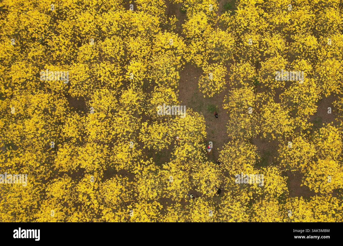LONGCHANG, CHINA - APRIL 12, 2025 - People view the Golden Bell Tree in ...