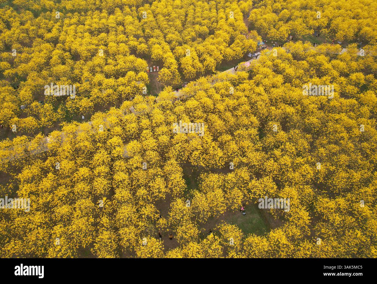 LONGCHANG, CHINA - APRIL 12, 2025 - People view the Golden Bell Tree in ...