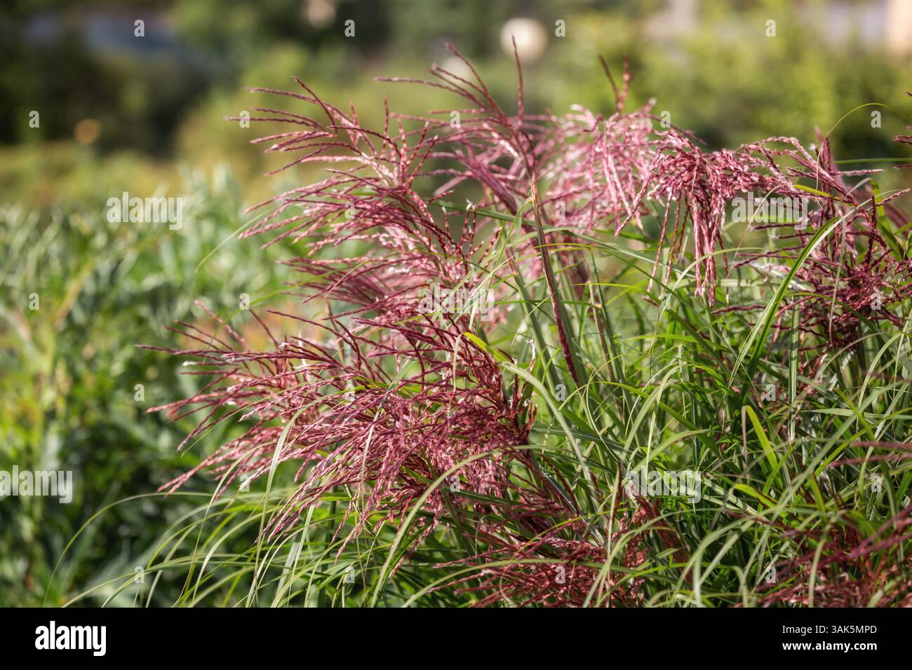 Miscanthus sinensis, or Chinese silver grass. Ornamental grasses and ...