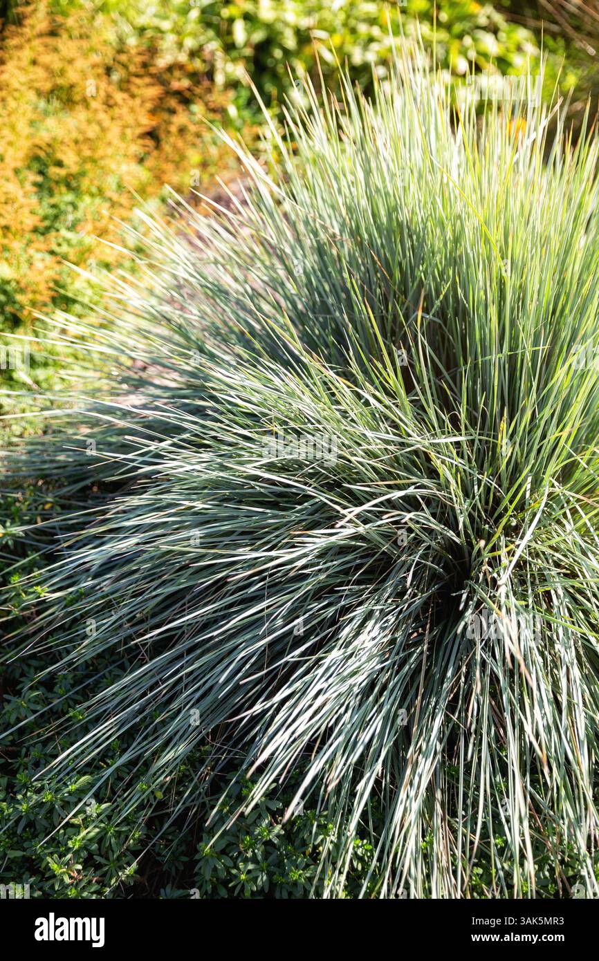Helictotrichon sempervirens or blue oat grass. Ornamental grasses and ...