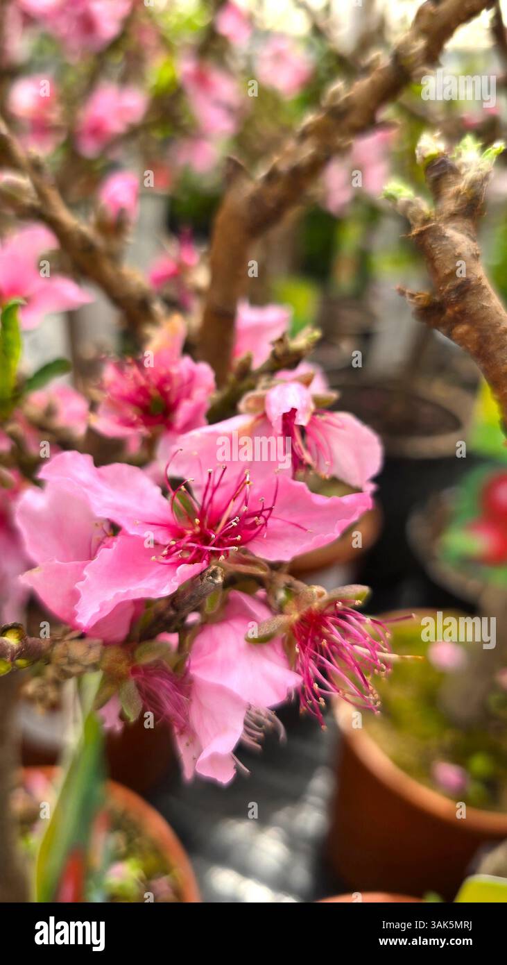 Macro photo of delicate pink blossoms on a tree branch in a plant ...