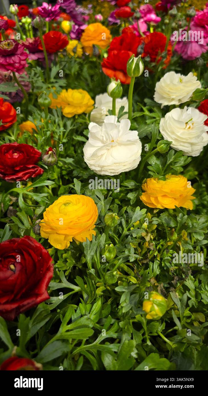 Colorful ranunculus flowers in full bloom, featuring white, yellow, red ...