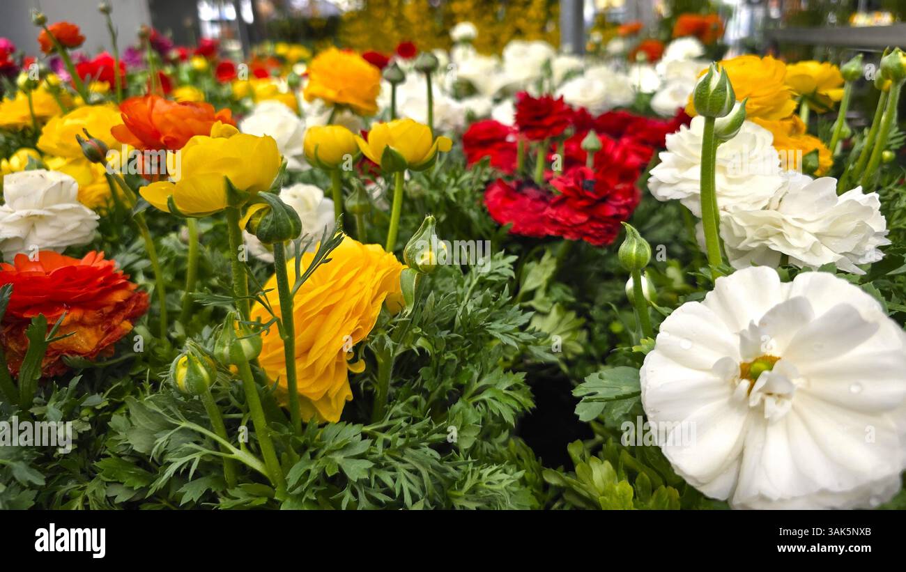 Closeup of blooming ranunculus flowers in red, white, yellow and orange ...