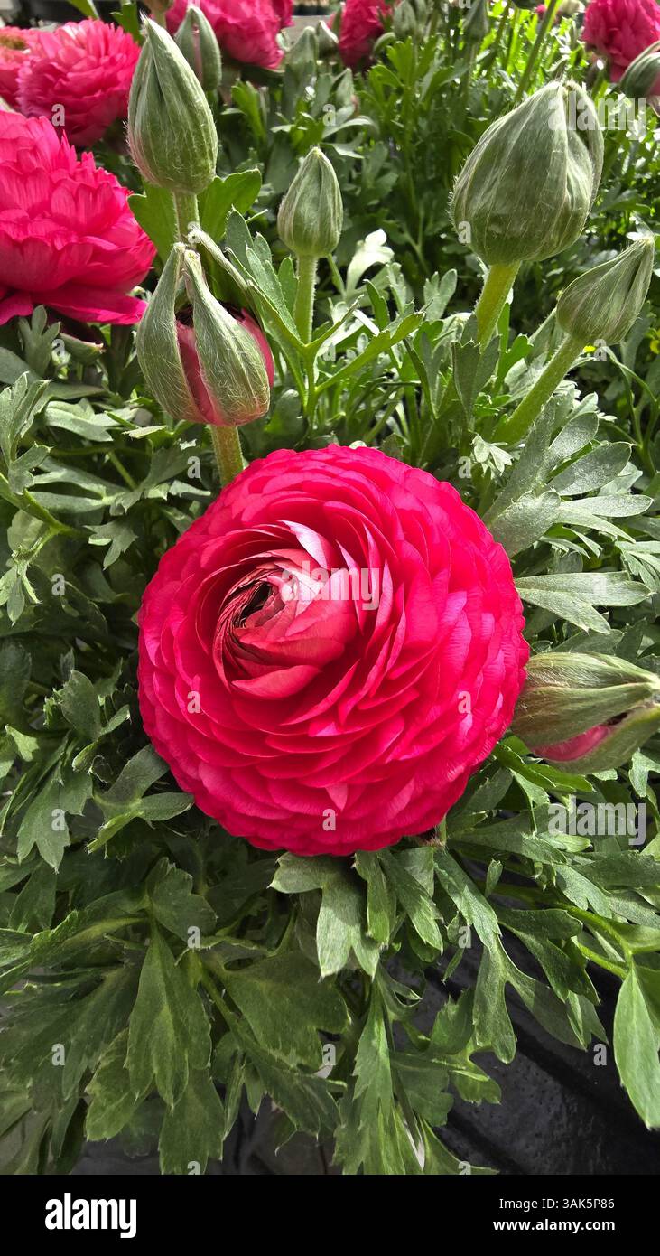 Detailed view pink plant textured hi-res stock photography and images ...