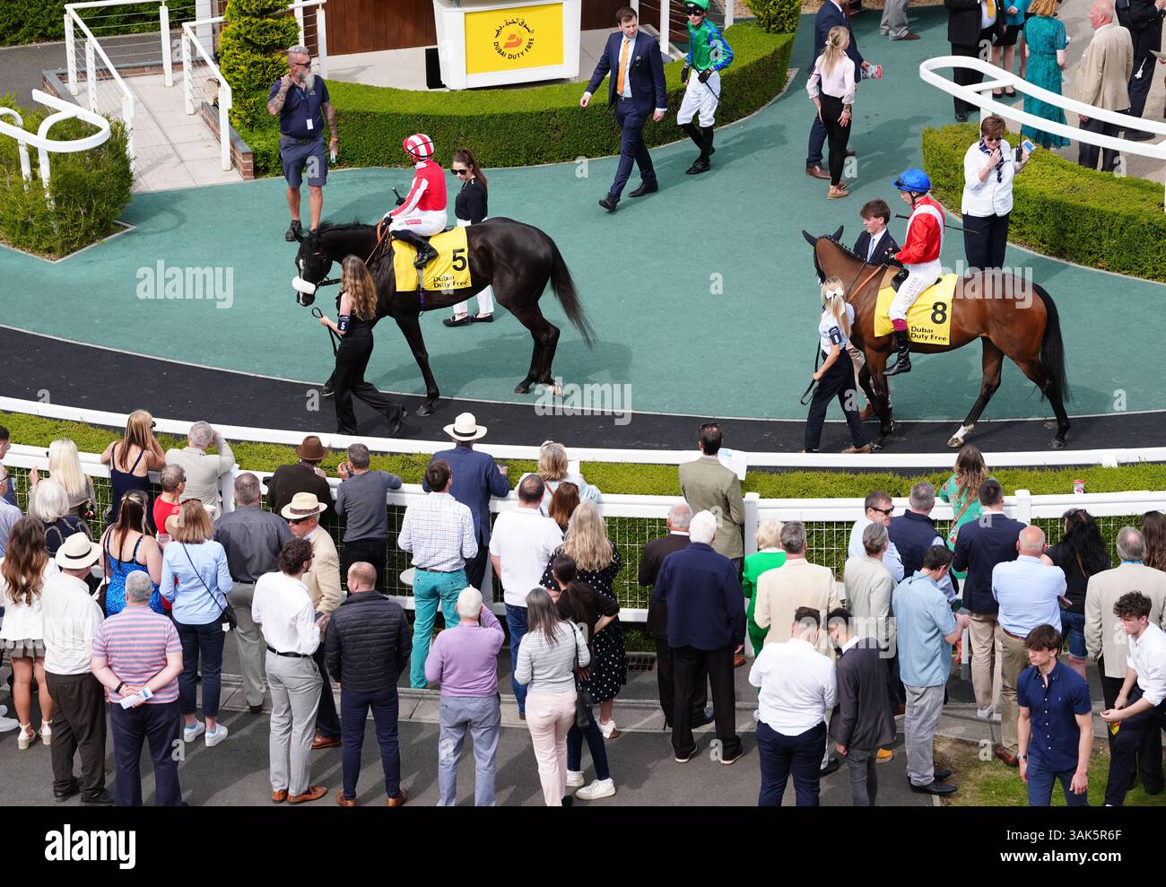 Horses in the parade ring at Newbury Racecourse. Picture date: Saturday ...