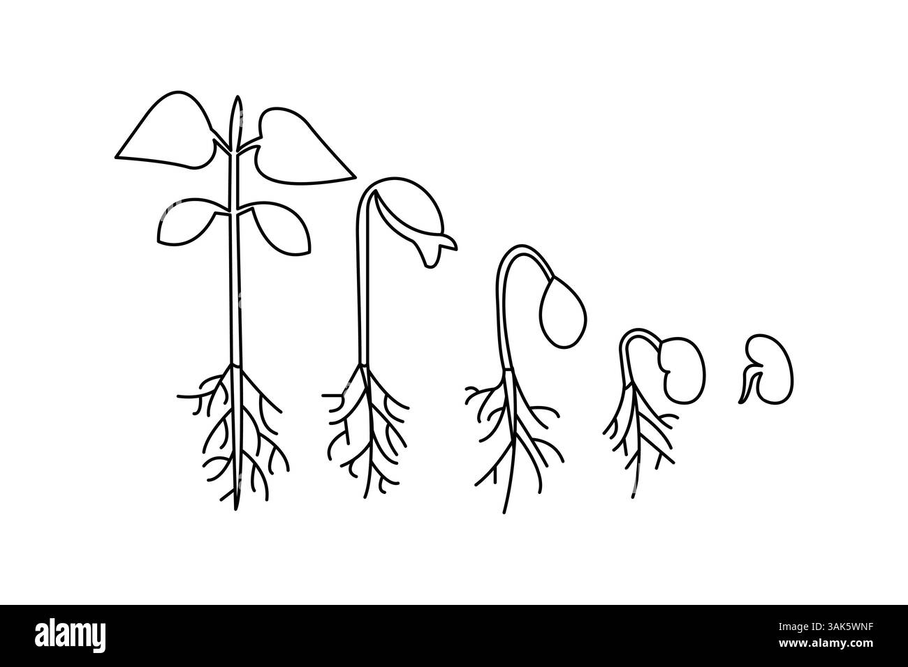 Continuous one line art drwing of plant growth processing outline ...