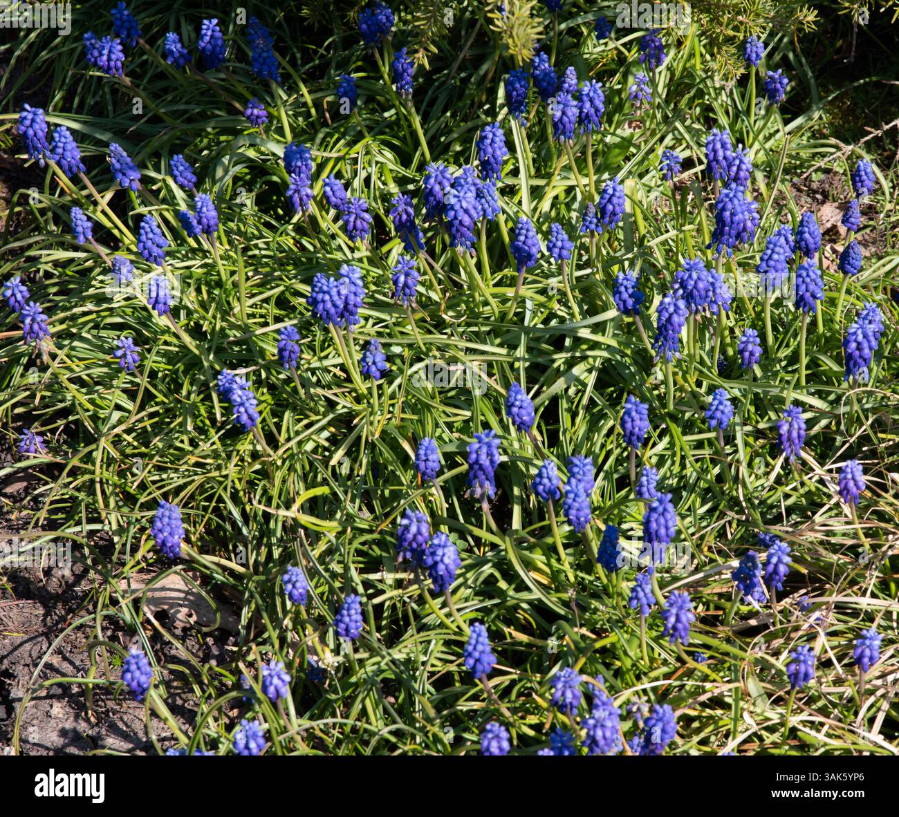 Spring blue muscari flowers hi-res stock photography and images - Alamy