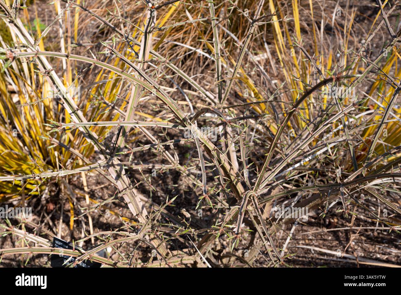 Euonymus Alatus Blade Runner, Spring Stock Photo - Alamy