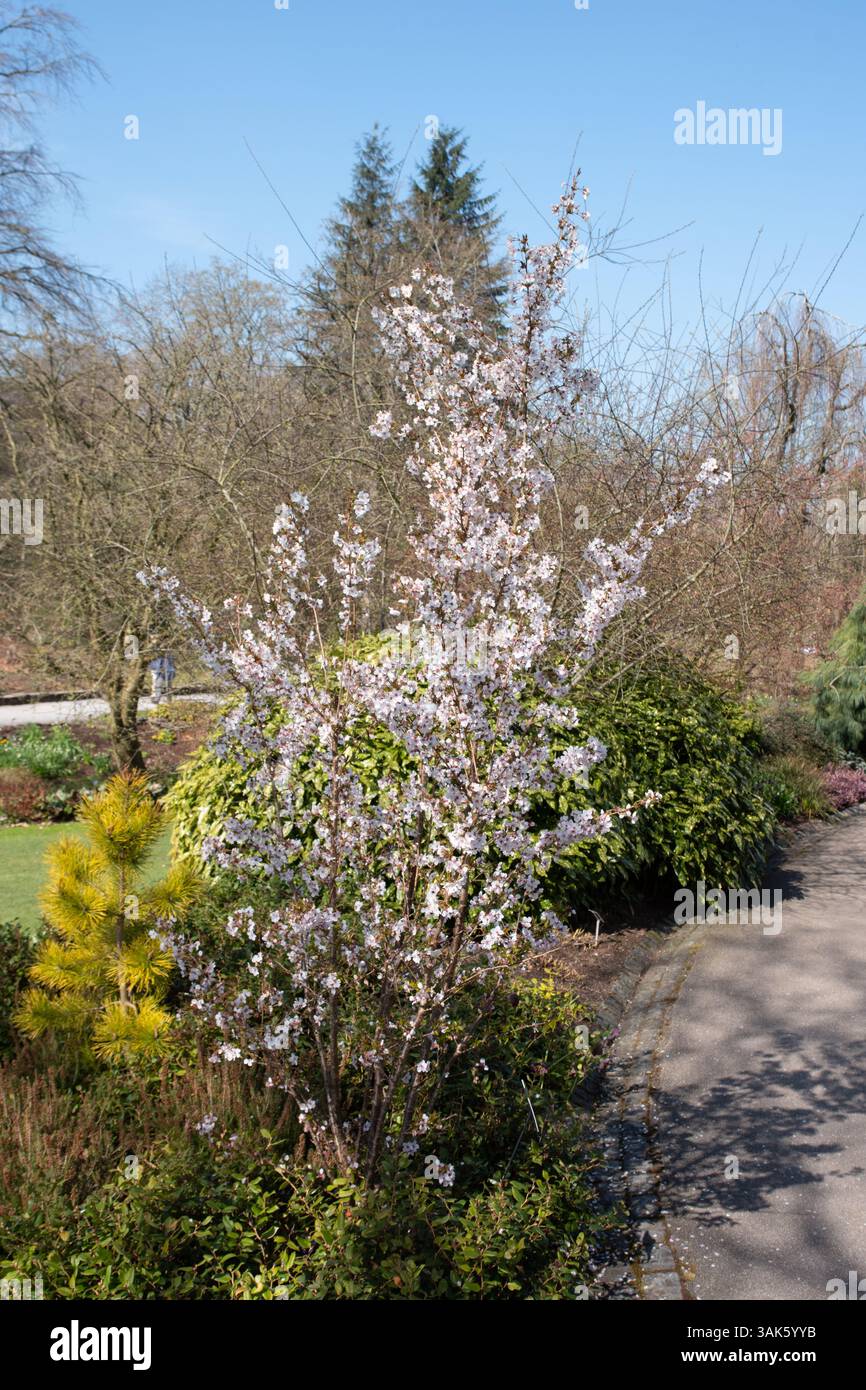 Prunus nipponica var. kurilensis 'Brillant' Stock Photo - Alamy