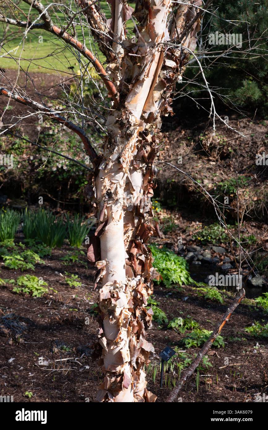 River birch hi-res stock photography and images - Alamy