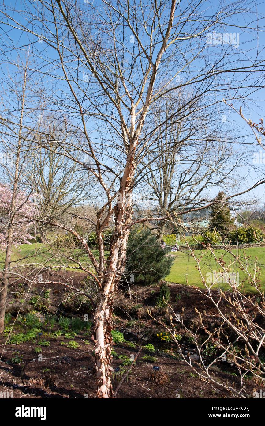River birch hi-res stock photography and images - Alamy