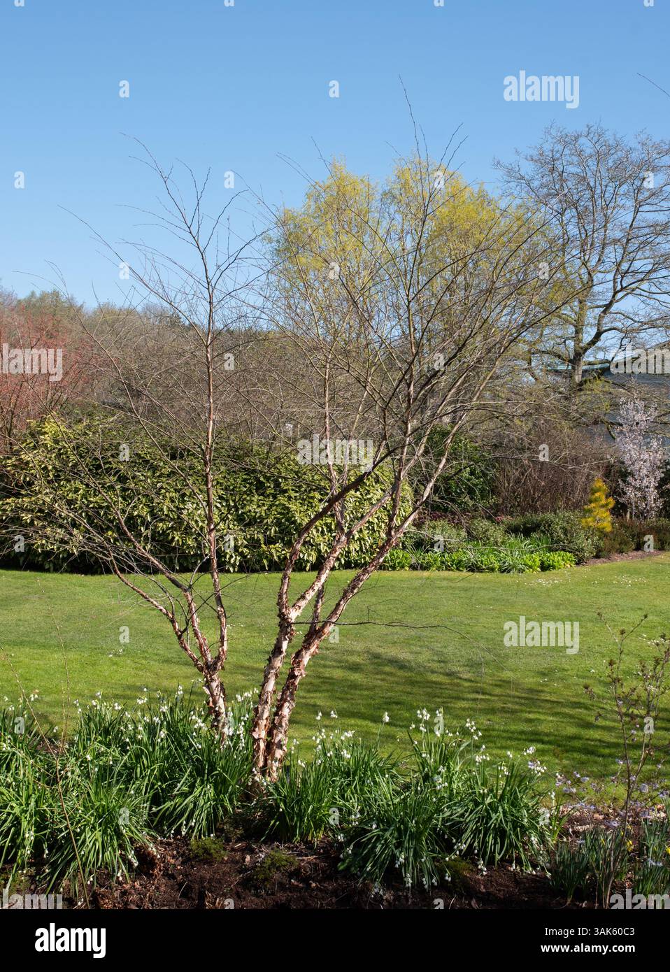 River birch hi-res stock photography and images - Alamy