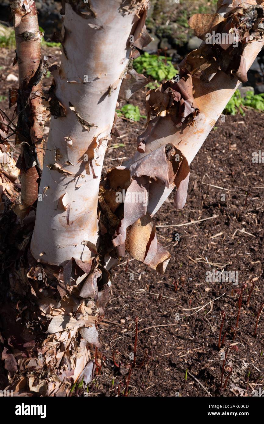 River birch hi-res stock photography and images - Alamy