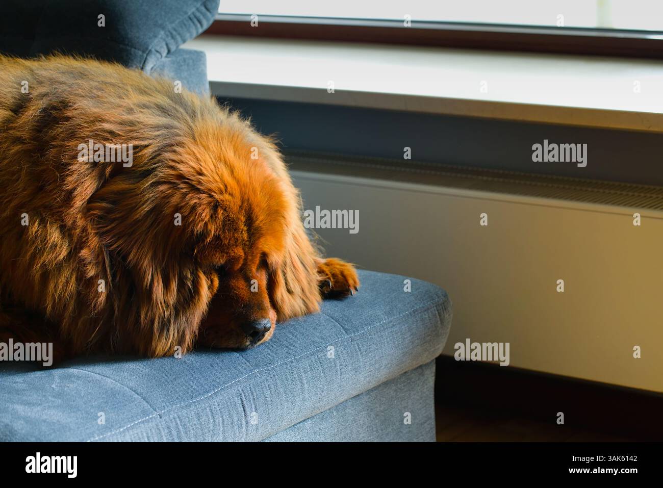 The noble red Tibetan Mastiff relaxes on a gray sofa beneath a window ...