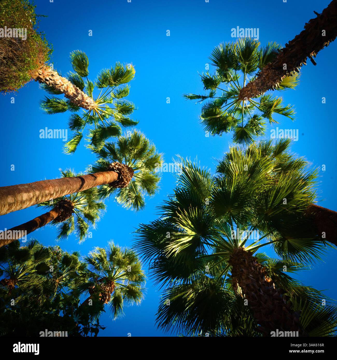 The view from the base of a grove of palm trees in Palm Desert ...
