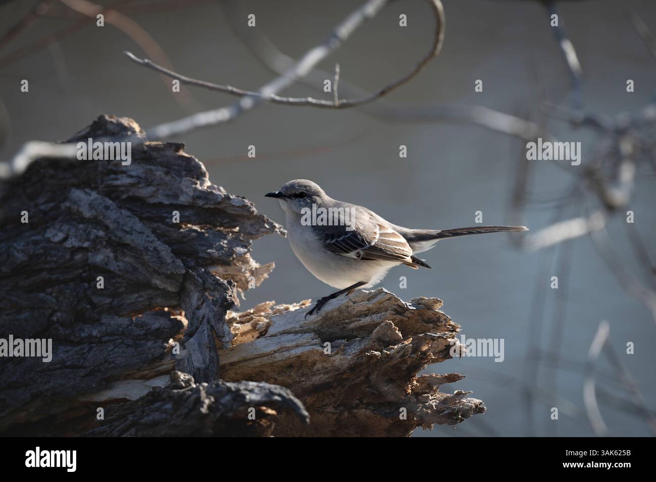 Early morning Mockingbird Stock Photo - Alamy