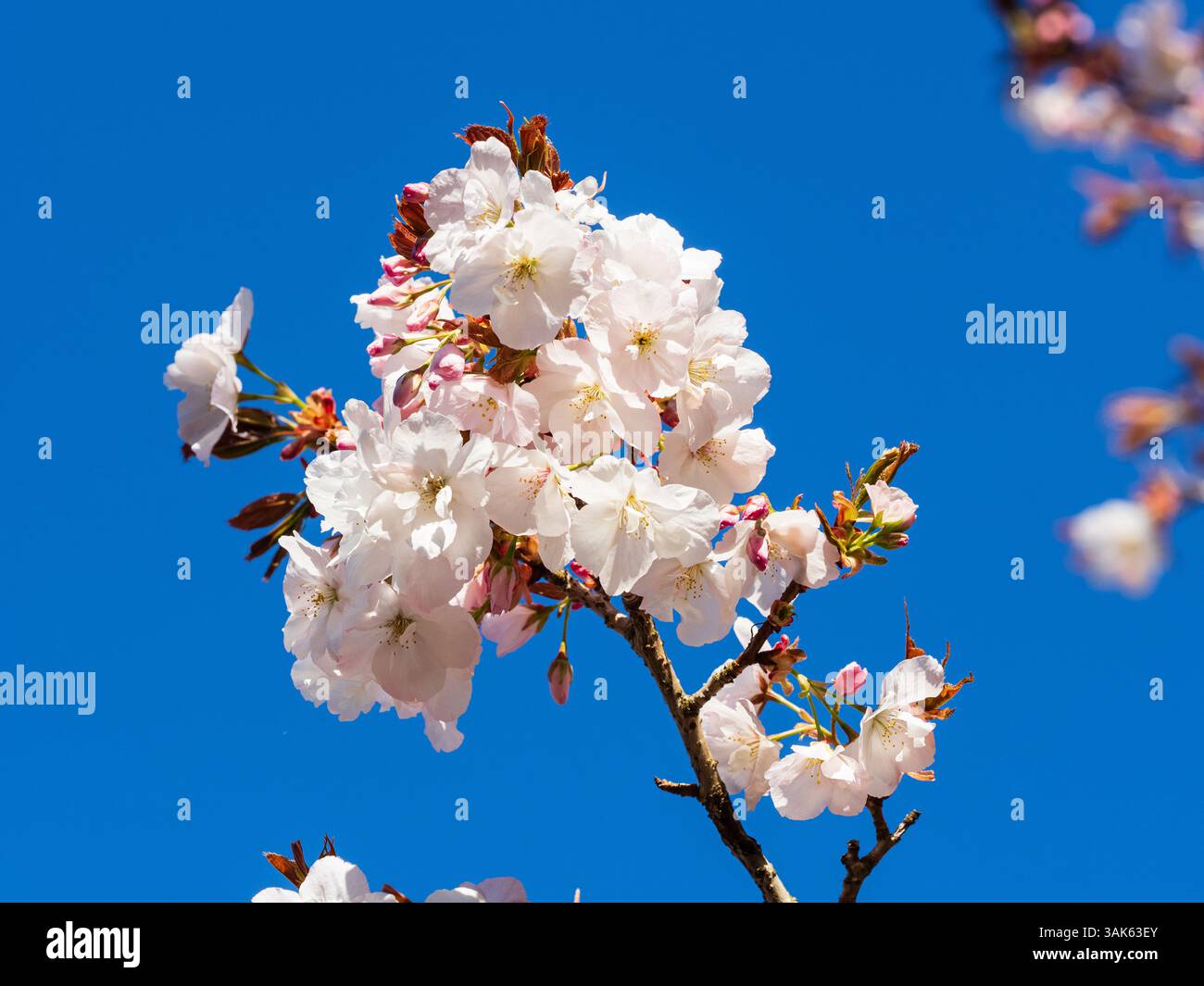 Spring flowers of the hardy deviduous Japanese flowering cherry tree ...