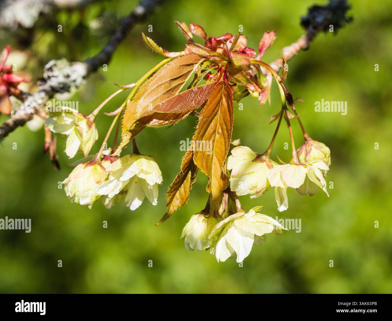 Green tinged cream spring flowers of the Japanese cherry tree, Prunus ...