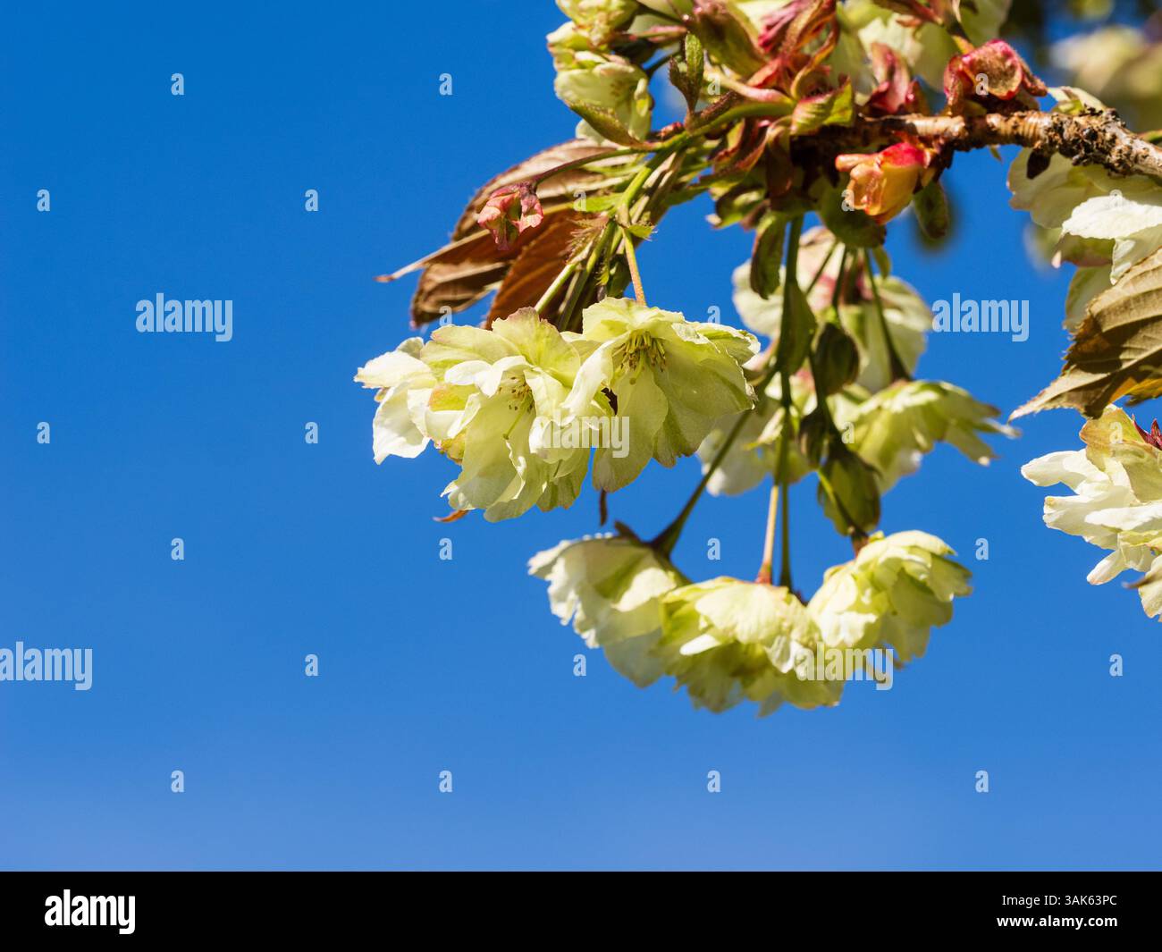 Green tinged cream spring flowers of the Japanese cherry tree, Prunus ...