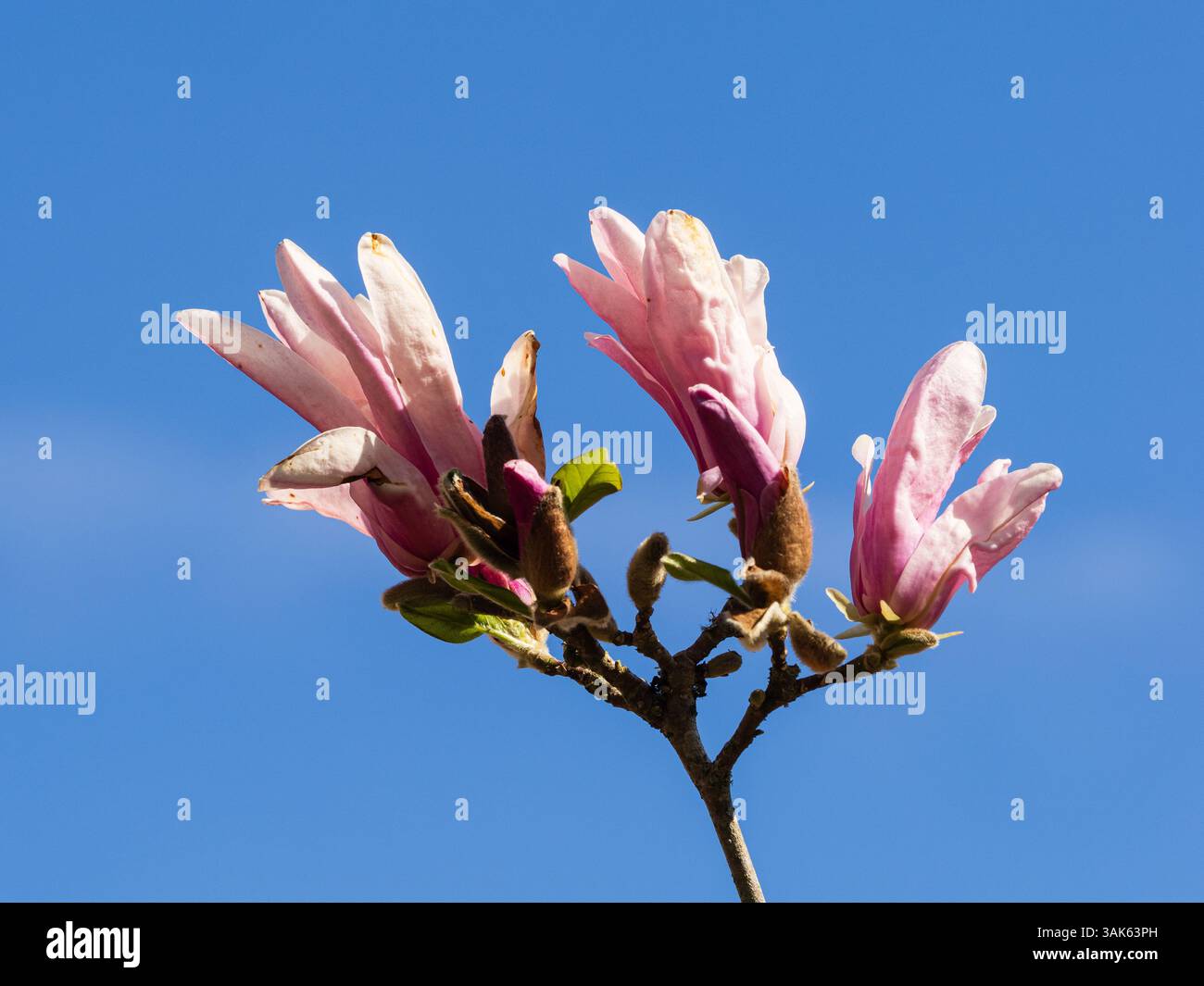 White magnolia petals bloom hi-res stock photography and images - Alamy