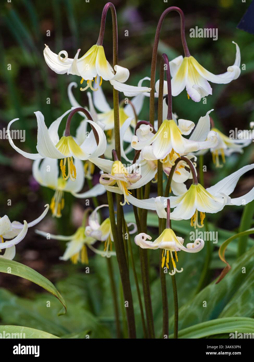 White recurved petals with a yellow base of the hardy woodland bulb ...