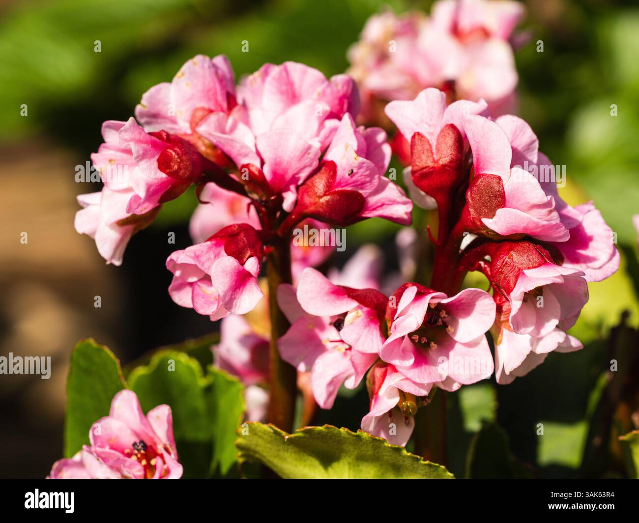 Spring flowers of the compact evergreen perennial, Bergenia ...