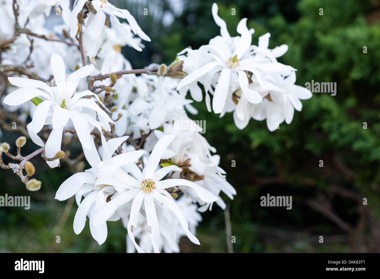 A tree with white flowers. A flowering tree. Harbinger of Spring. High ...
