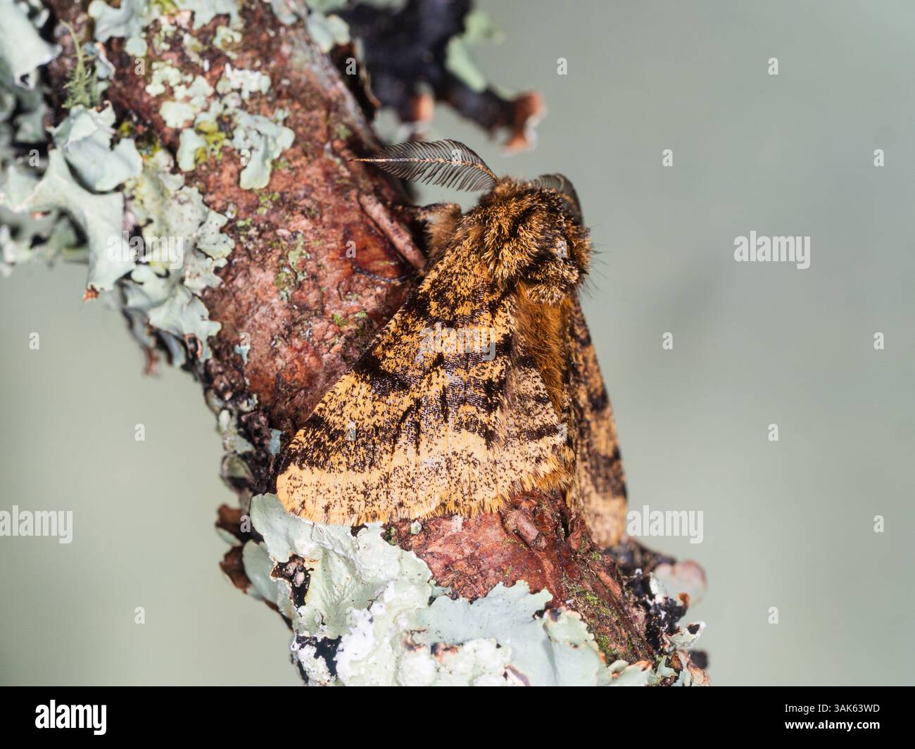 Spring flying male UK Brindled Beauty moth, Lycia hirtaria., showing ...
