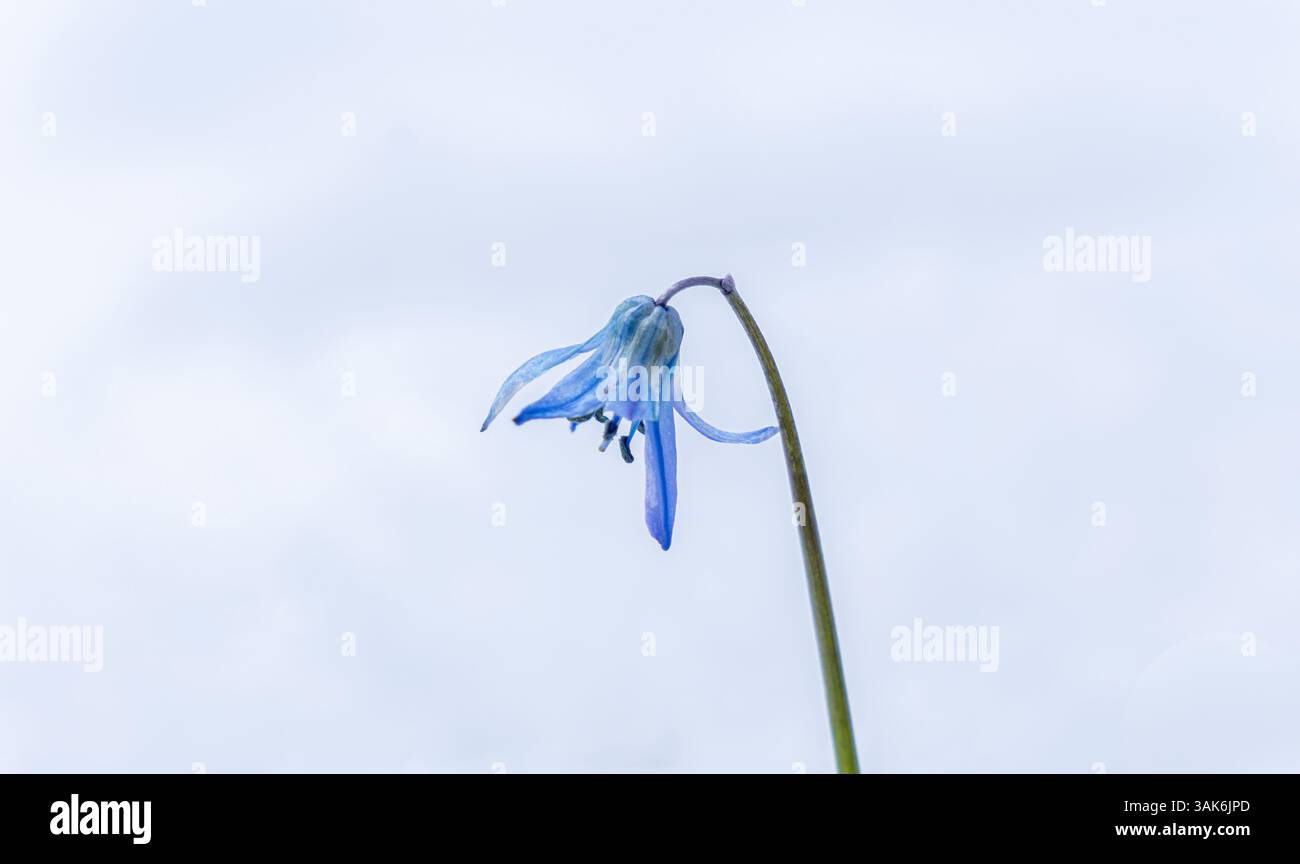 This enchanting blue flower stands alone, its delicate petals dancing ...