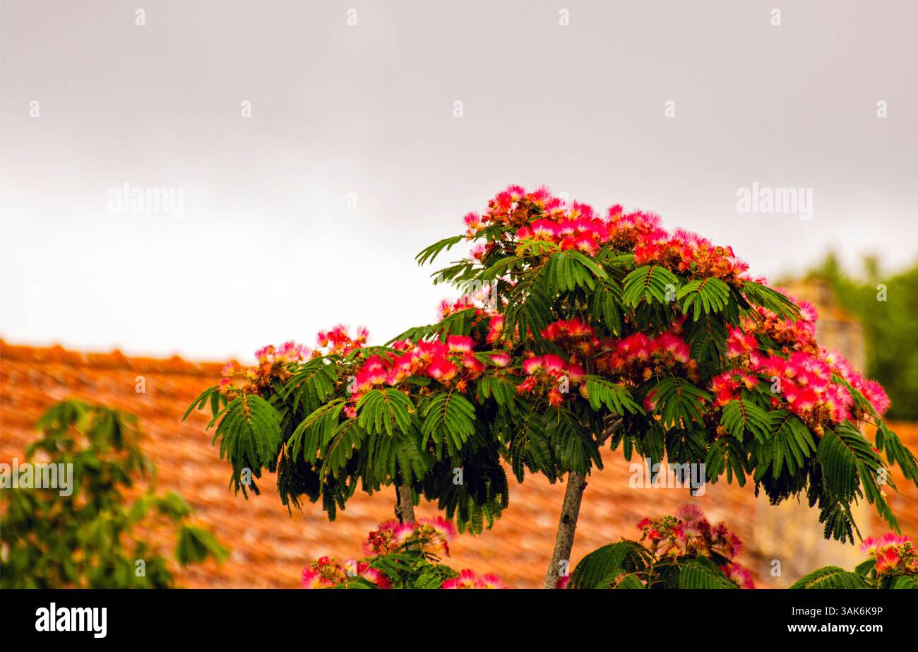 Albizia julibrissin, the Persian silk tree. From the family Fabaceae ...