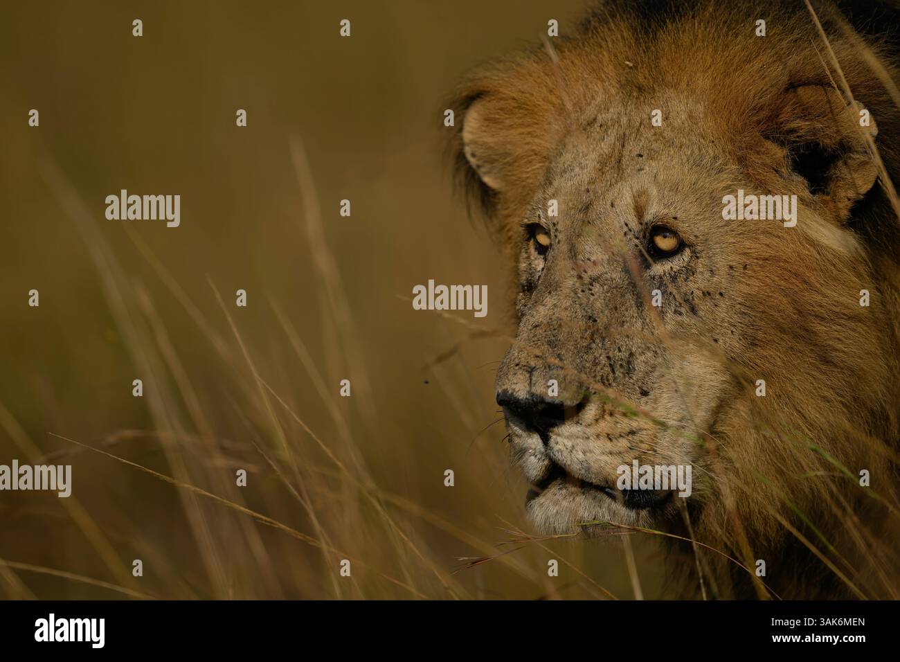 Closeup of a male lion face, Masai Mara, Kenya Stock Photo - Alamy