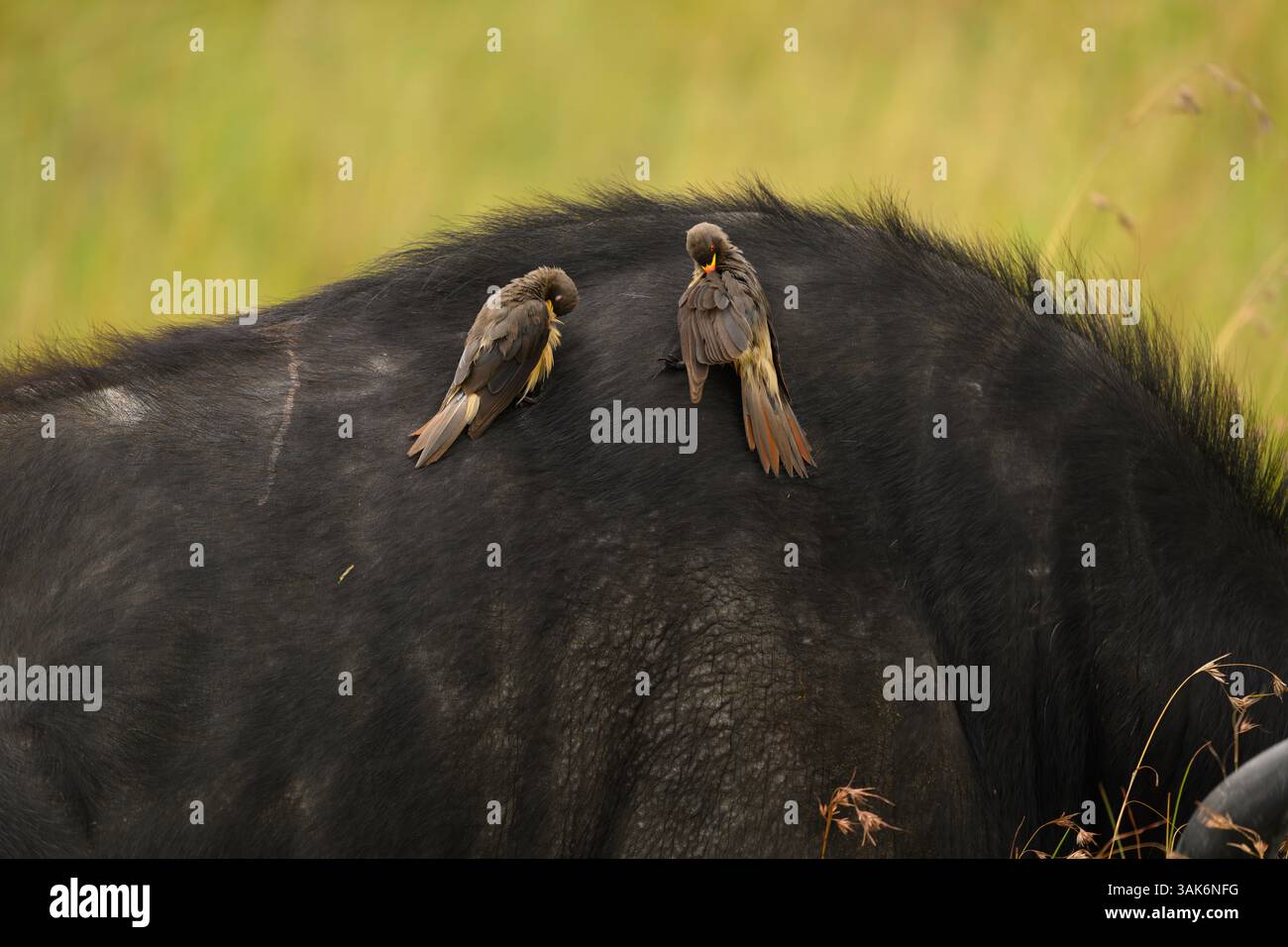 Two yellow-billed oxpeckers on the back of a Cape buffalo, Masai Mara ...