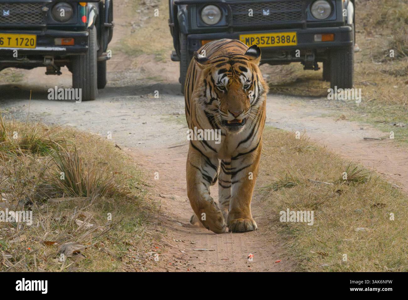 The male tiger known as P-663 walking along a road in front of tourist ...