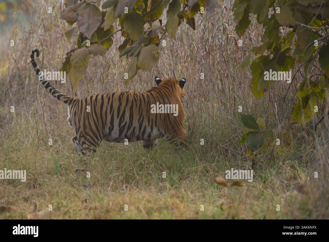 The male tiger known as P-663 marking his territory, Panna Tiger ...