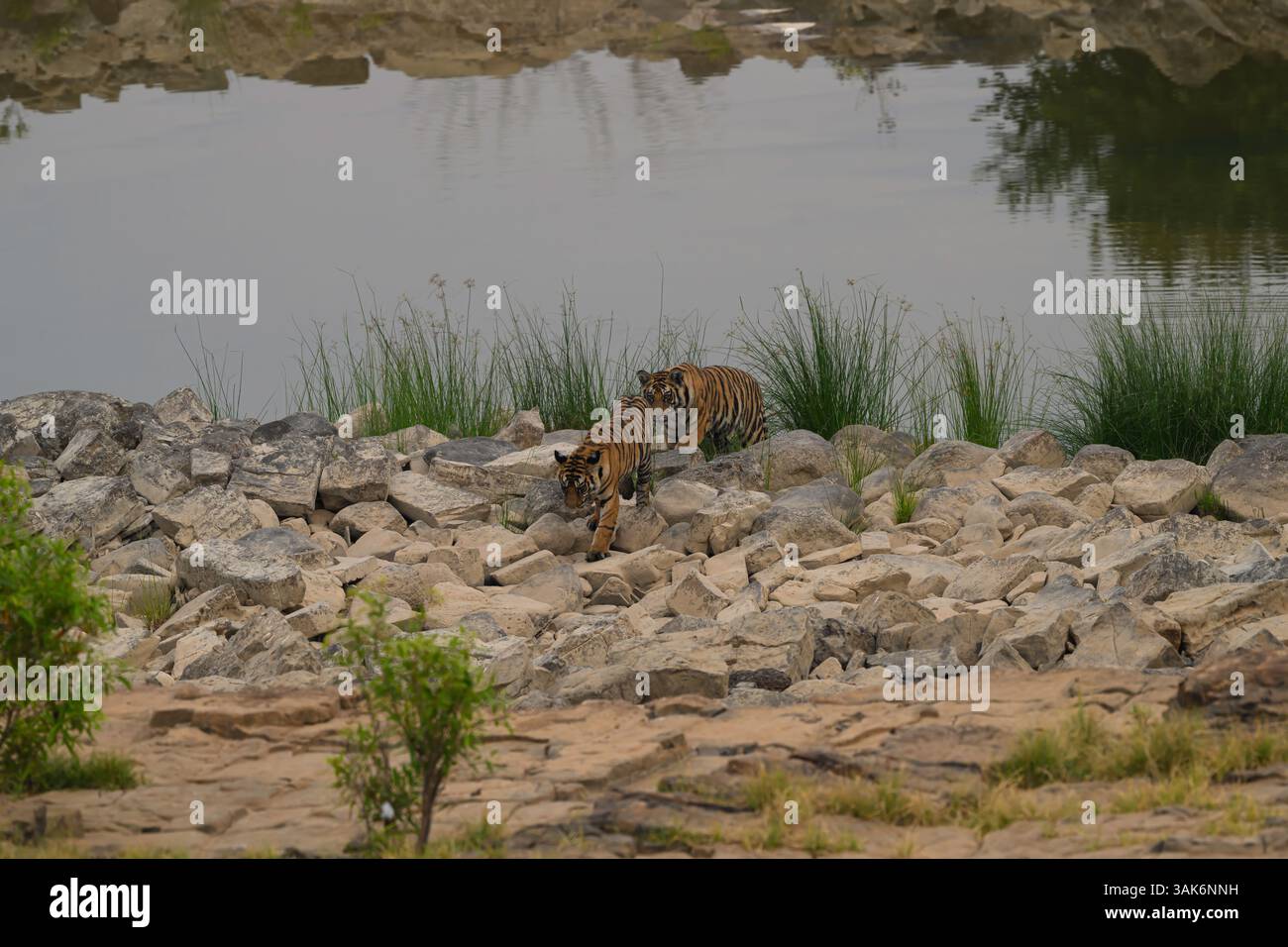 Tiger cubs of P-141 walking on rock along the edge of the Ken River ...