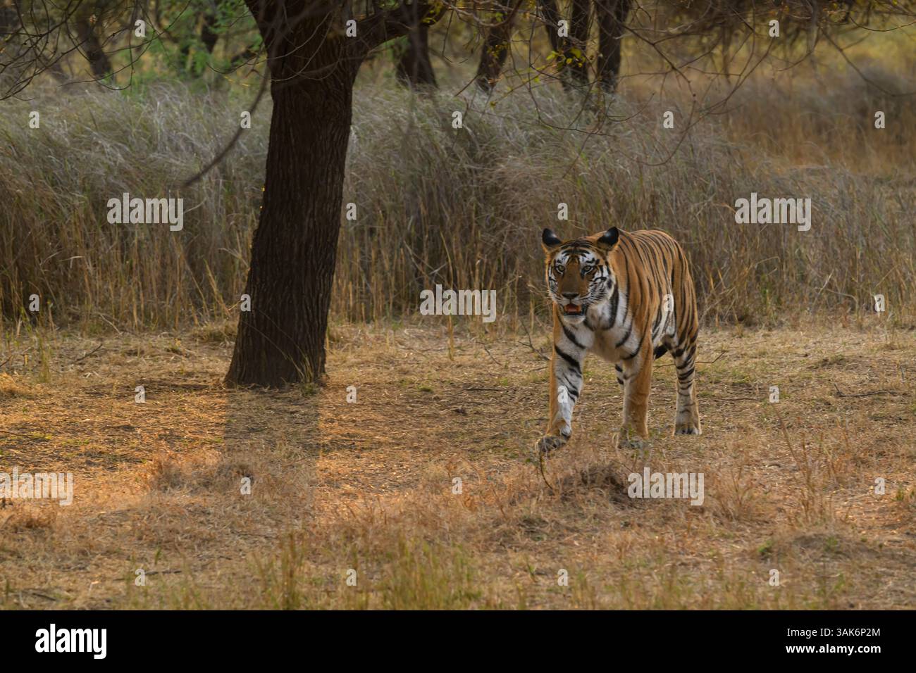 Tiger walking past a tree in Panna Tiger Reserve, India Stock Photo - Alamy