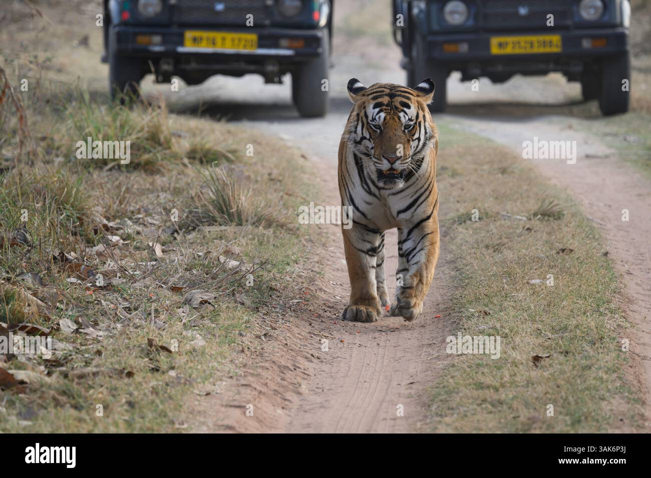The male tiger known as P-663 walking along a road in front of tourist ...