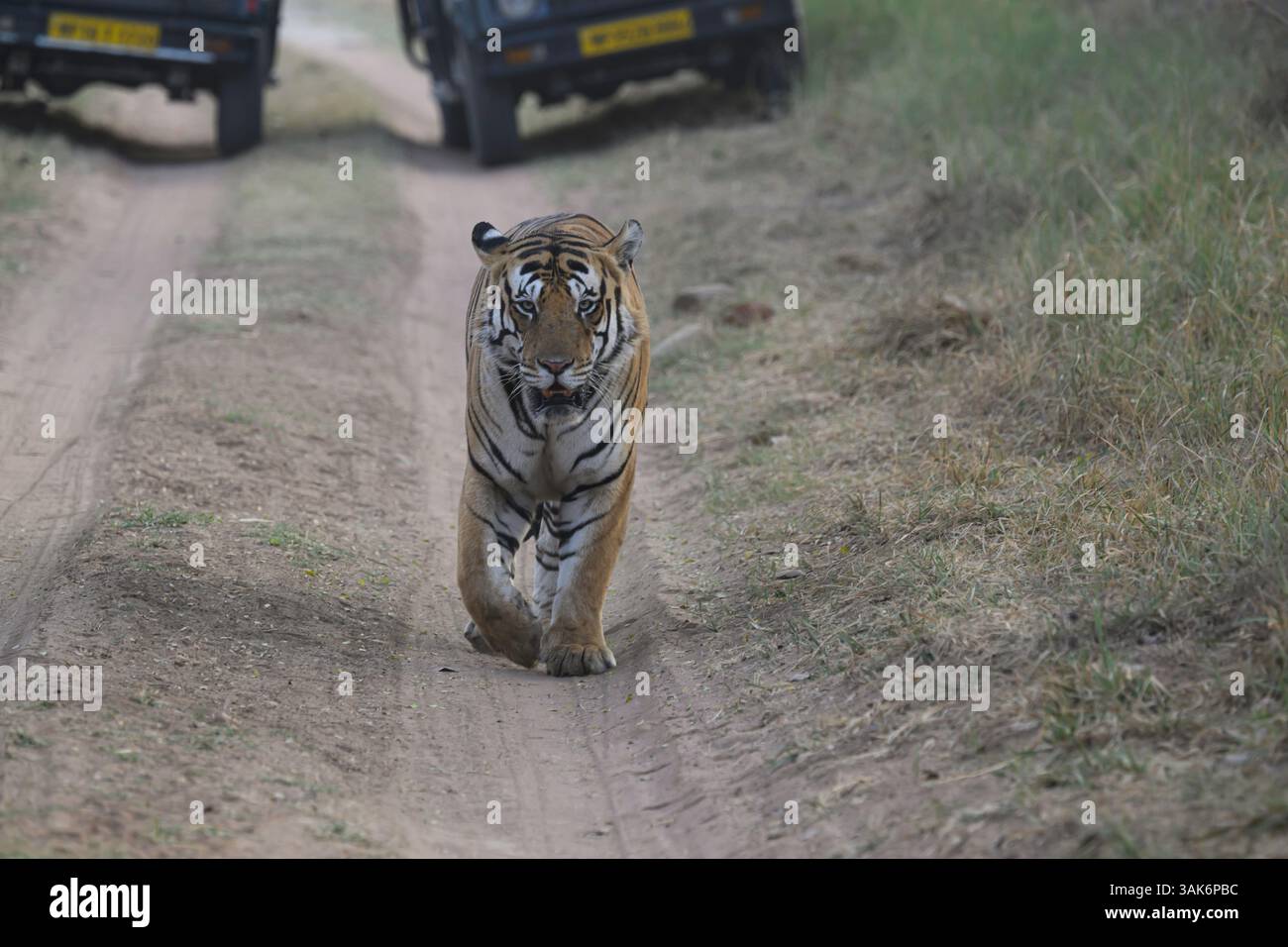 Tiger walking down the road in front of jeeps, Panna Tiger Reserve, India Stock Photo - Alamy