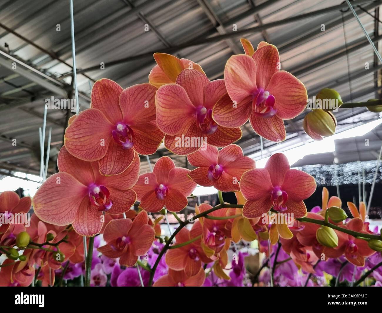 Beautiful orchid flowers in the orchid garden Jakarta, Indonesia Stock ...