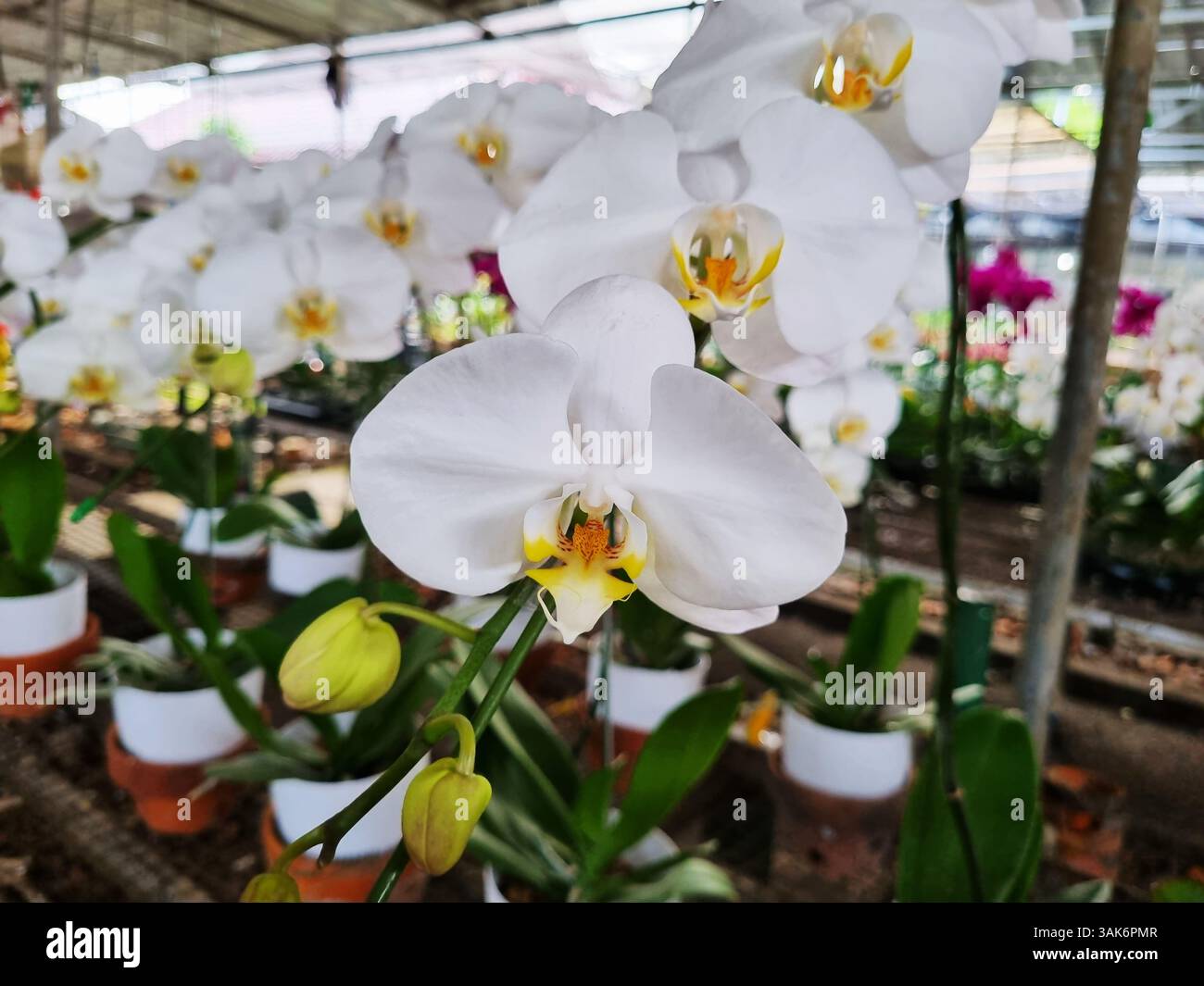 Beautiful orchid flowers in the orchid garden Jakarta, Indonesia Stock ...