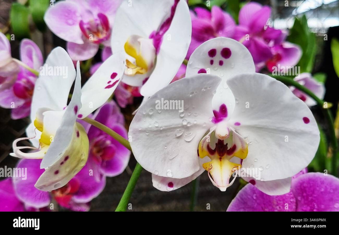 Beautiful orchid flowers in the orchid garden Jakarta, Indonesia Stock ...