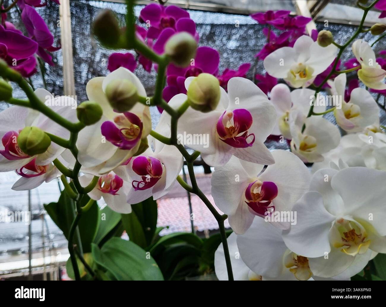 Beautiful orchid flowers in the orchid garden Jakarta, Indonesia Stock ...